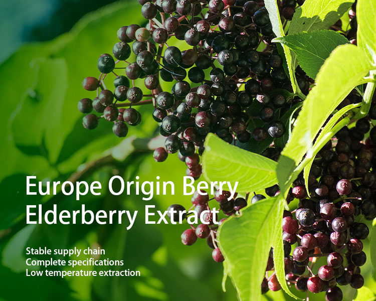 Plant Extract Supplier, Herbal Extract- Herb Green Health